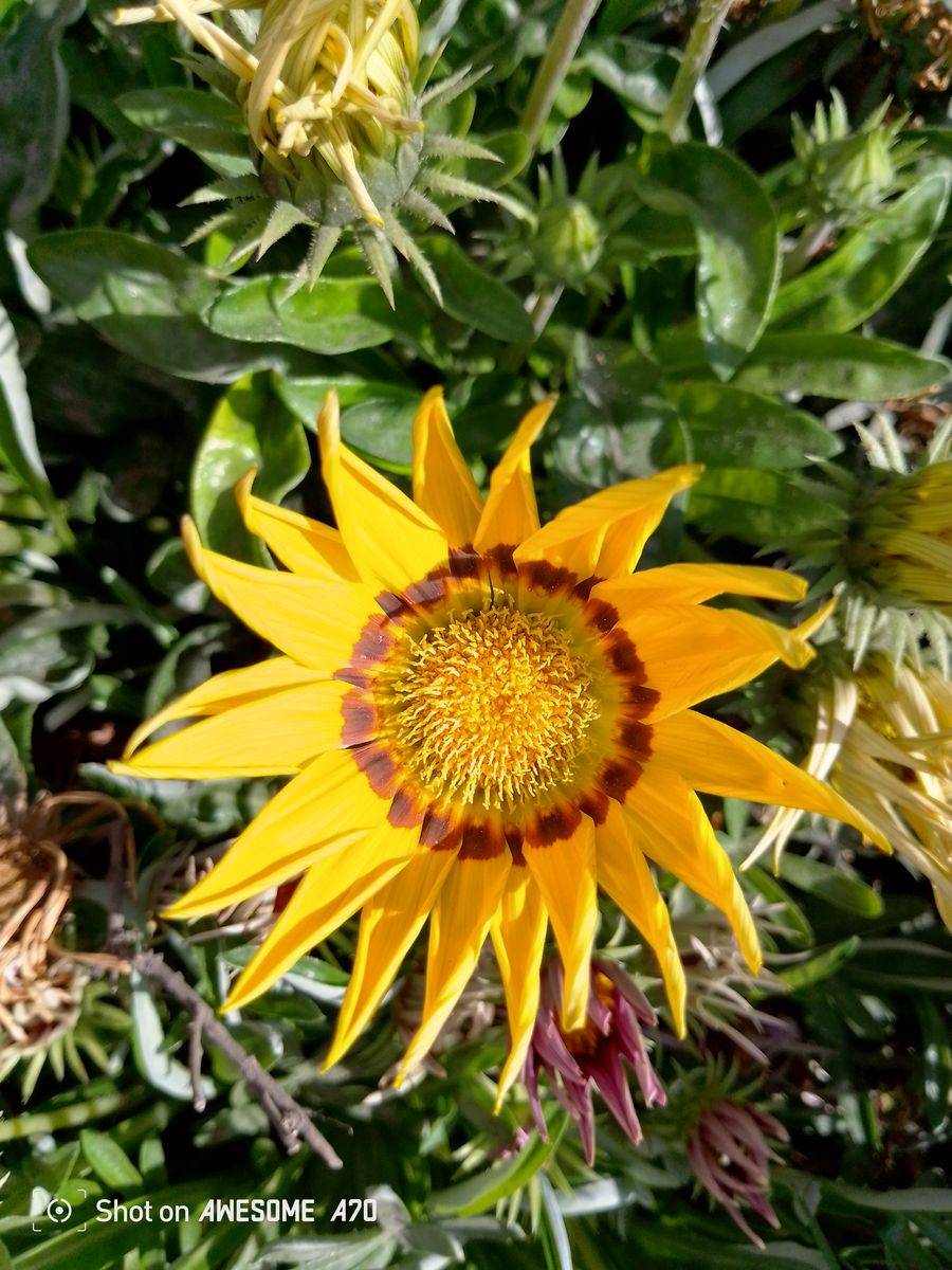 Itel A70 Review - Pros and cons, Verdict | 91Mobiles